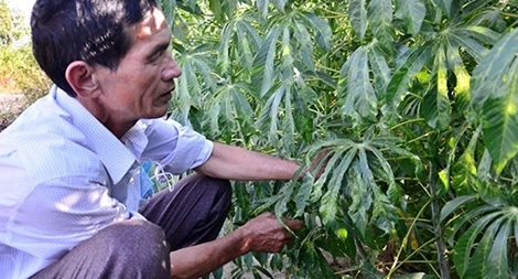 Hàng trăm hecta sắn giống bị nhiễm bệnh, nông dân hoang mang